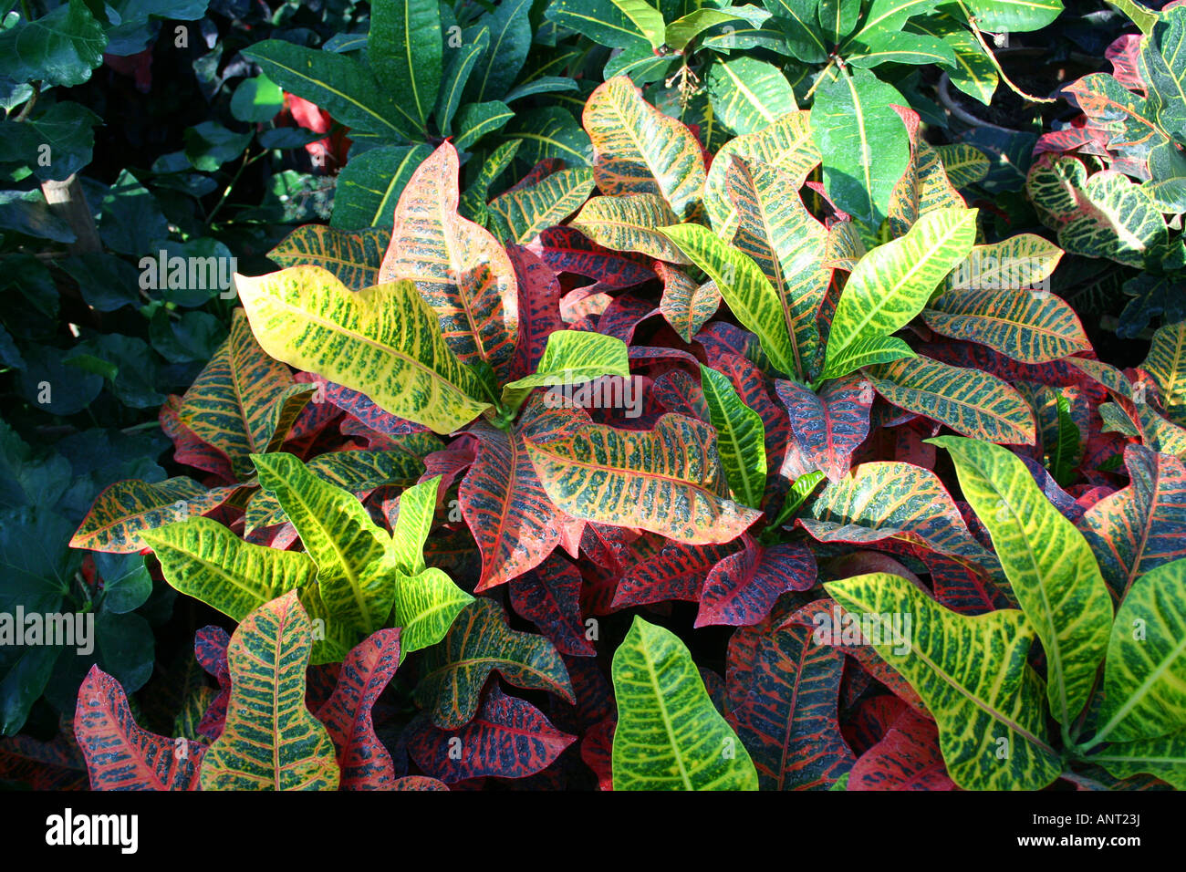 Kroton. Nature pictures the beautiful flowers and gardens Stock Photo ...