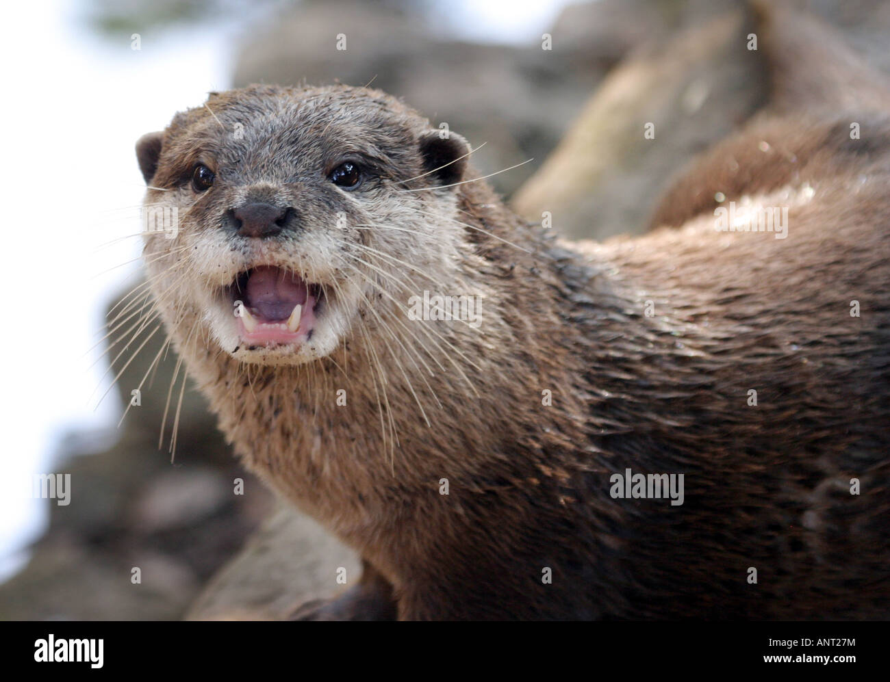 River Otter Teeth