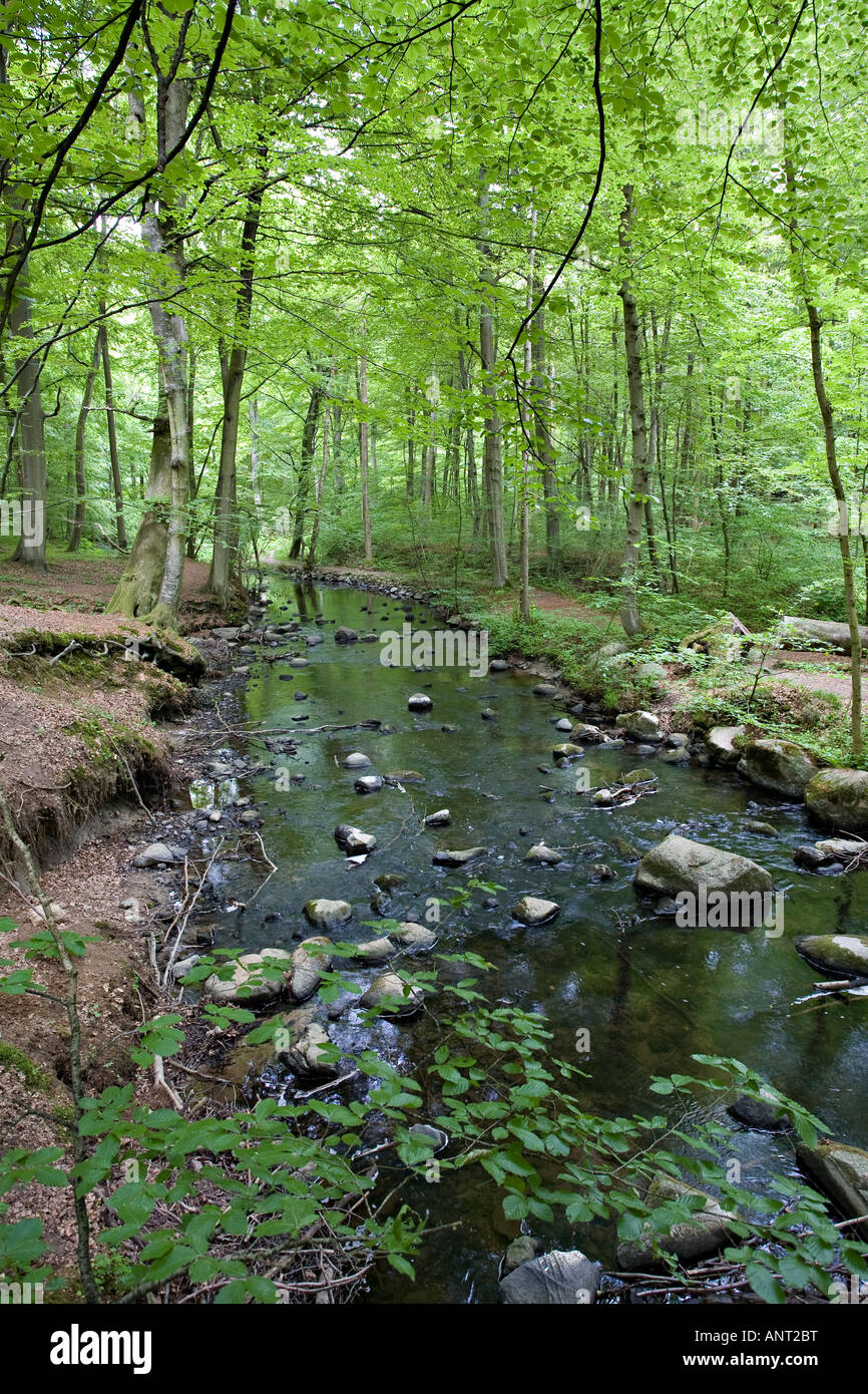 Woodland Stream A rocky stream flowing through a bright green canopy of ...