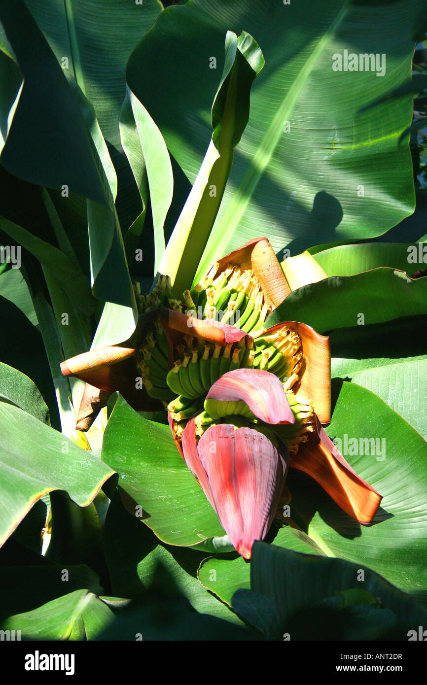 Banana tree with fruits Nature pictures the beautiful flowers and ...