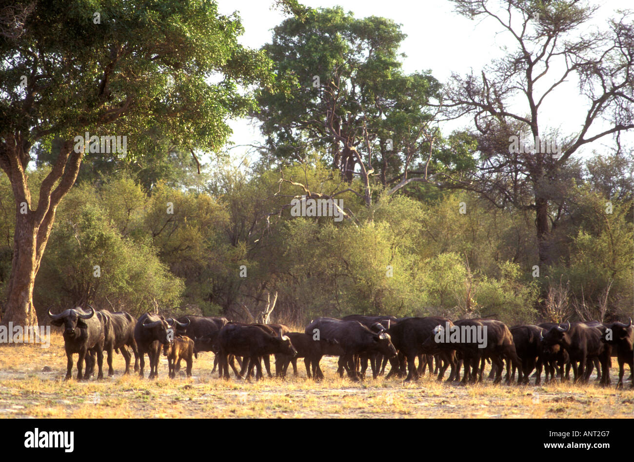 Large herd of Cape Buffalo in warm evening light near Savuti South Camp ...