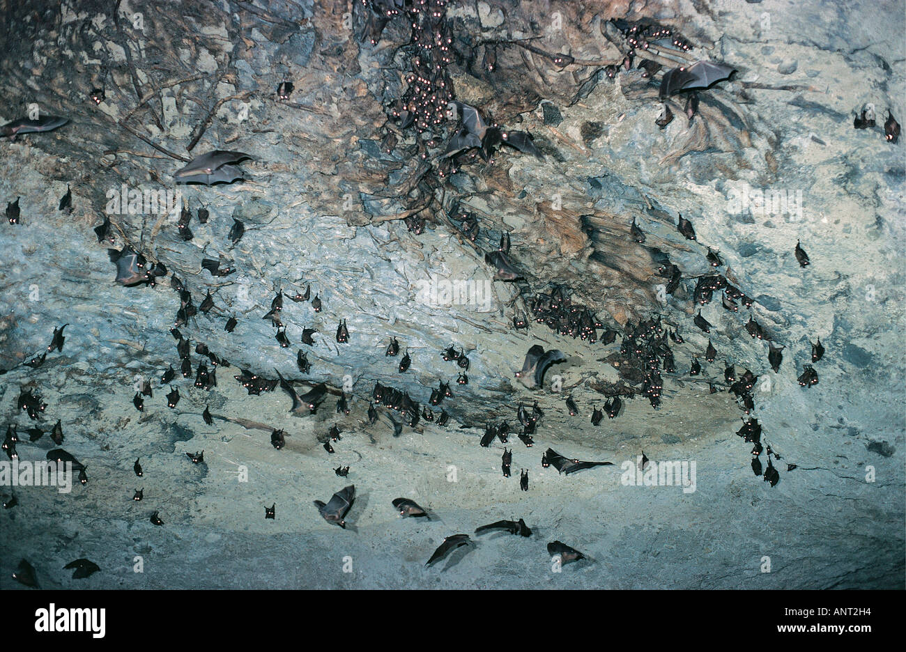 Bats inside Kitum Cave on Mount Elgon in western Kenya East Africa ...
