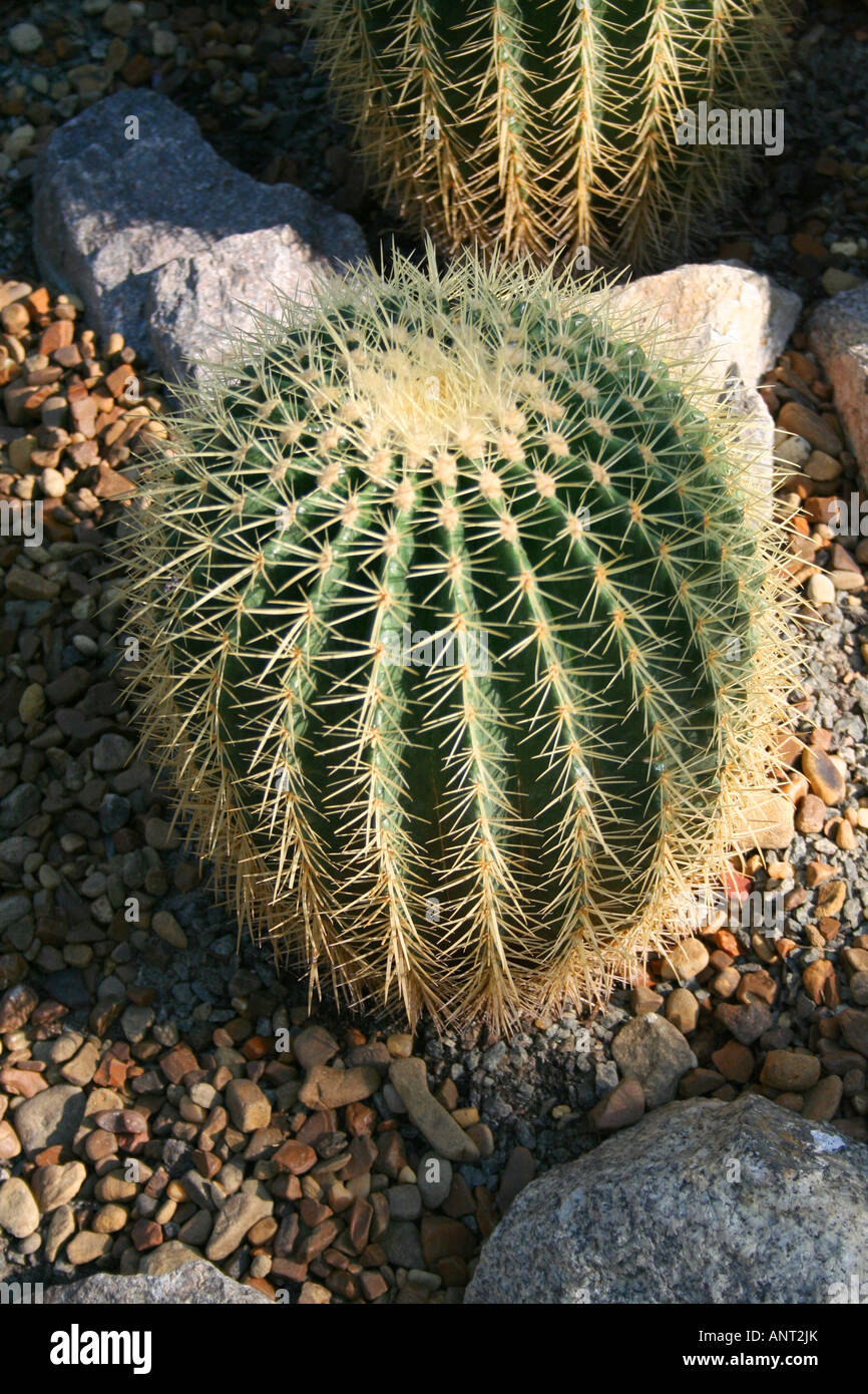Cactus moth hi-res stock photography and images - Alamy