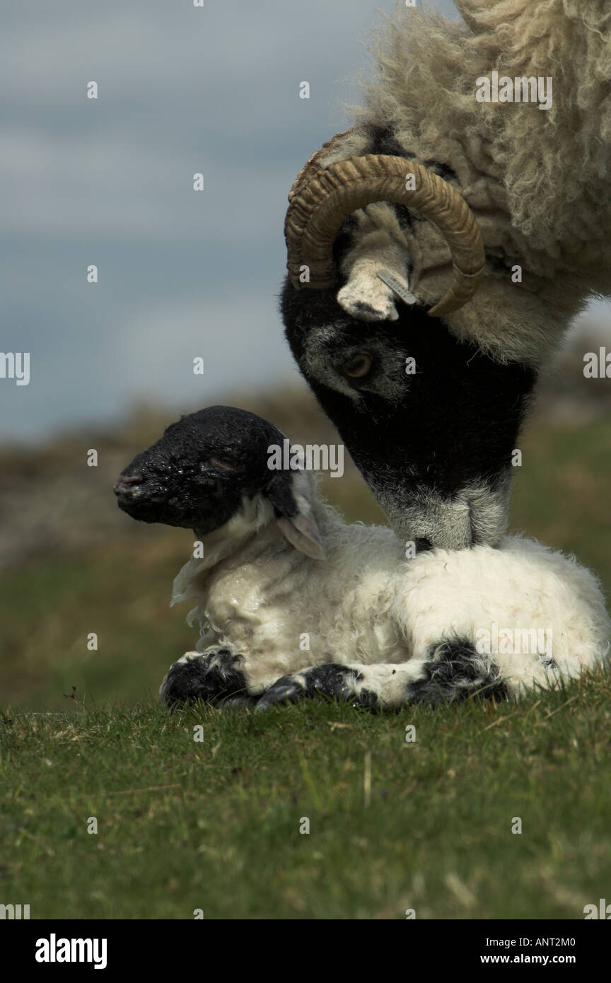Sheep nuzzle lamb hi-res stock photography and images - Alamy