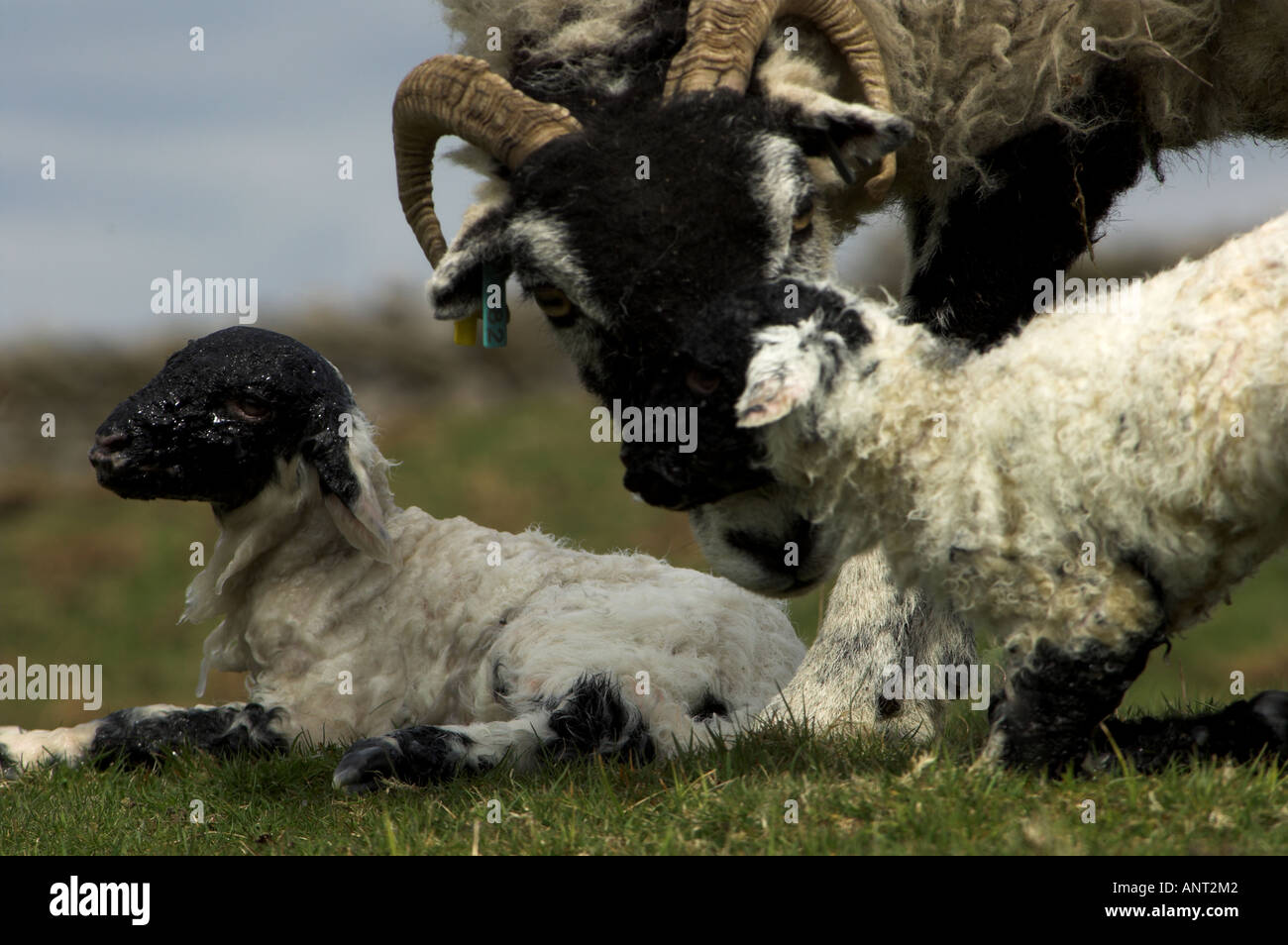Sheep nuzzle lamb hi-res stock photography and images - Alamy