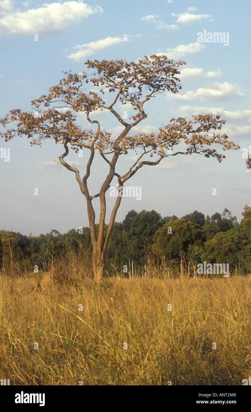 Bloodwood tree hi-res stock photography and images - Alamy