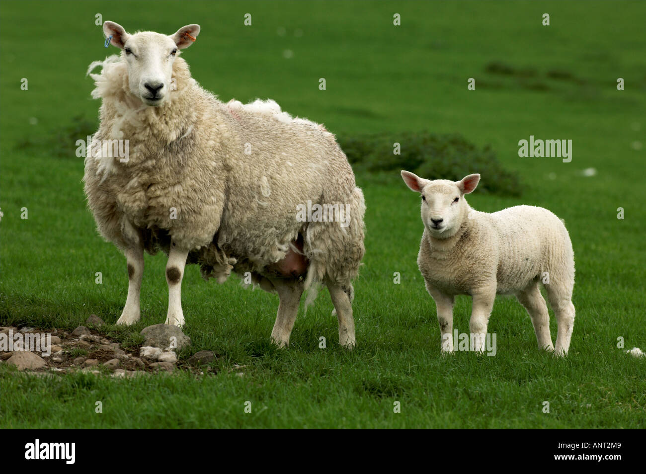 Cheviot ewe with Beltex crossbred lamb at foot Stock Photo - Alamy Cheviot ewe with Beltex crossbred lamb at foot Stock Photo - Alamy