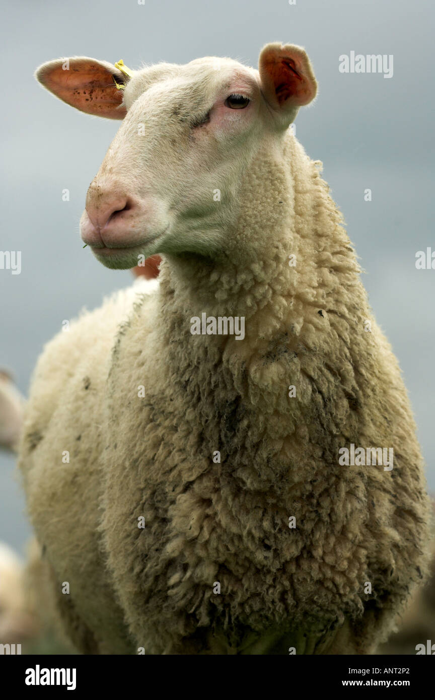 British milk sheep hi-res stock photography and images - Alamy