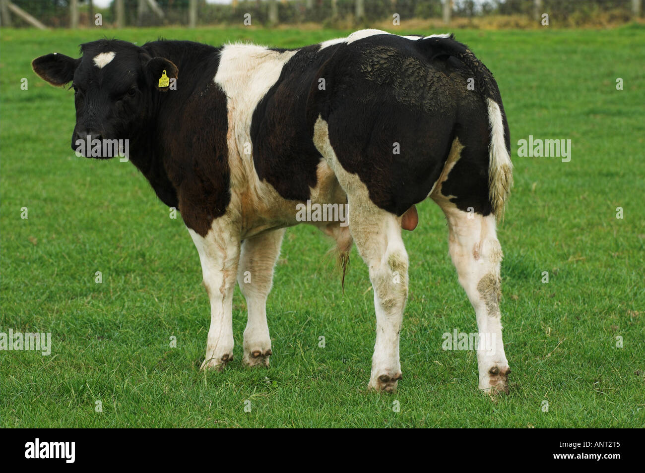 Belgian Blue Calves