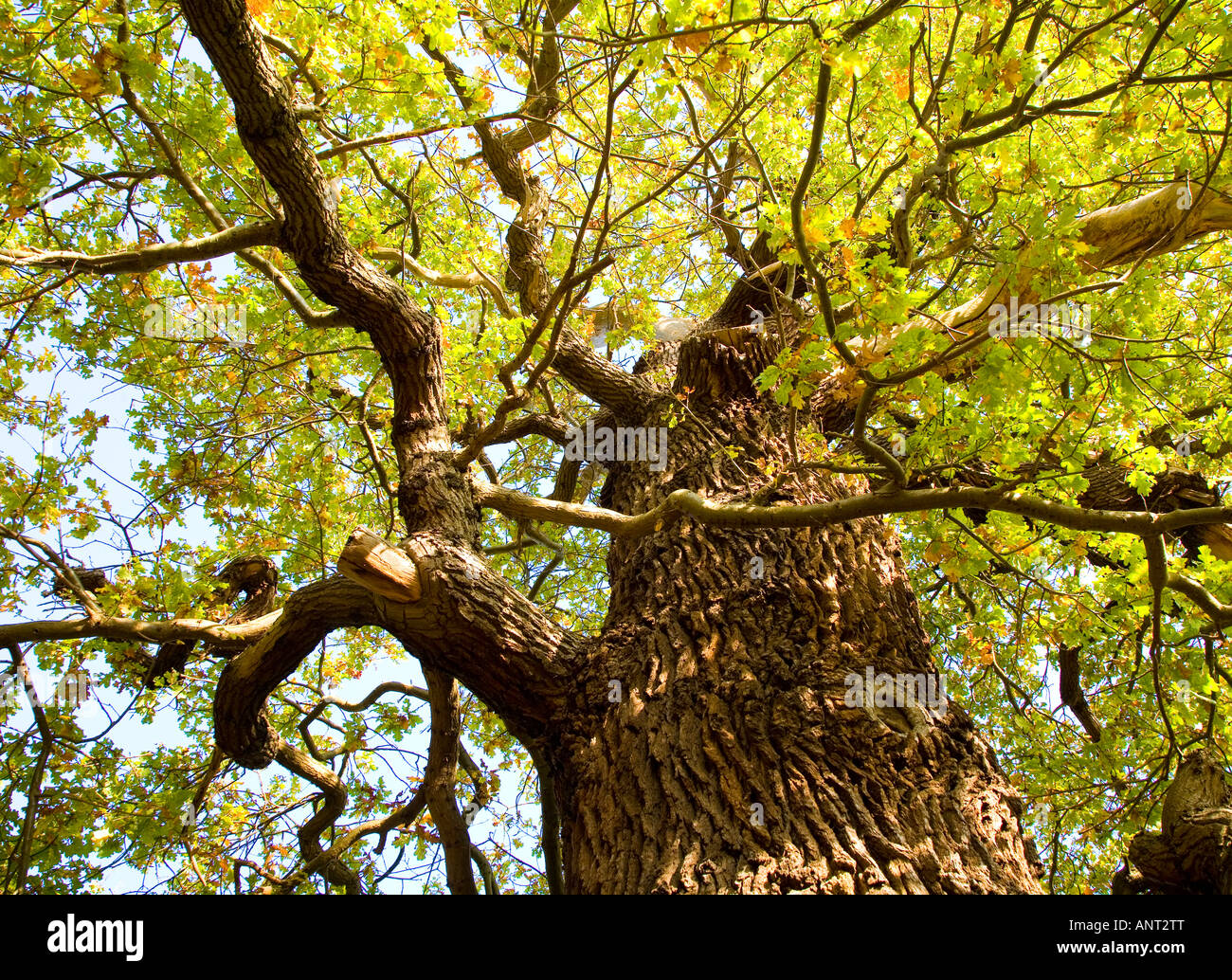 Oak Tree In Richmond Park Surrey UK Europe Stock Photo - Alamy