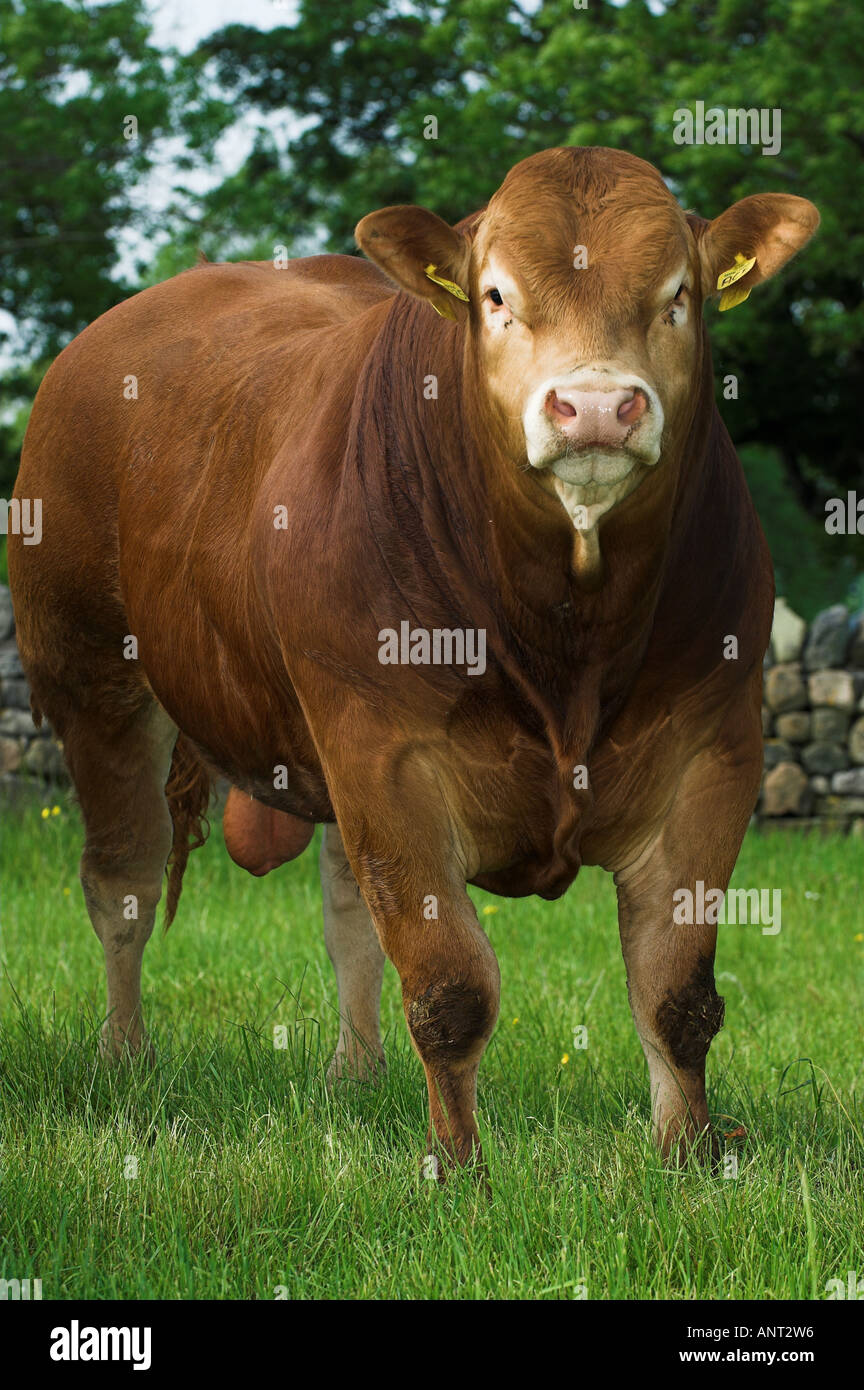 Roan bull hi-res stock photography and images - Alamy