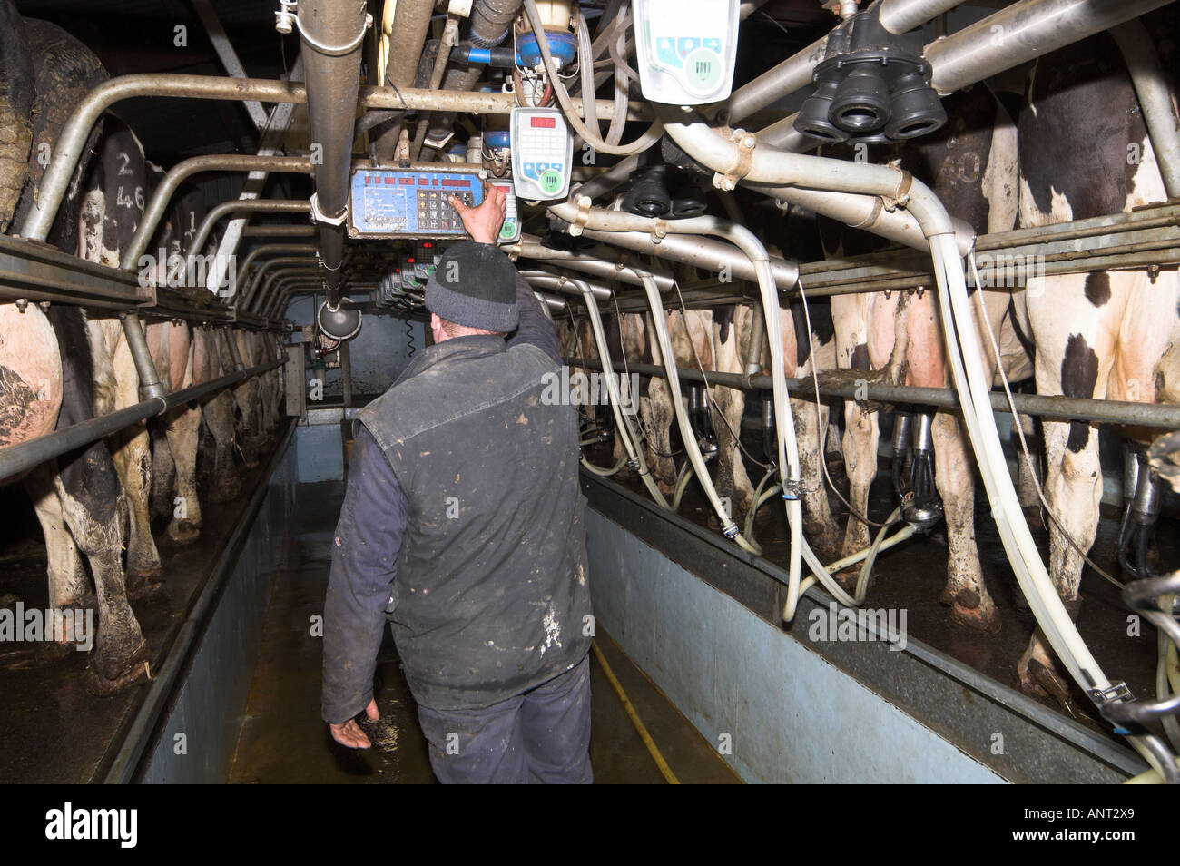 Farmer in milking parlour feeding cattle via Computer Stock Photo - Alamy