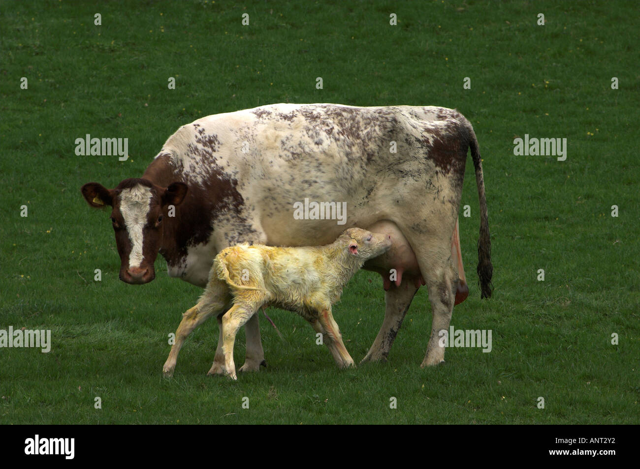 Young shorthorn cow hi-res stock photography and images - Alamy