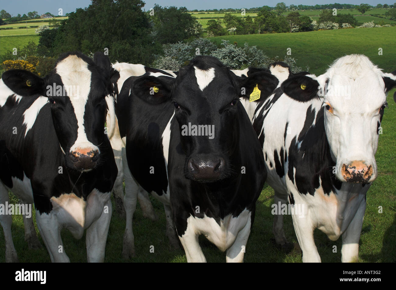 Holstien Friesian Cattle High Resolution Stock Photography and Images ...