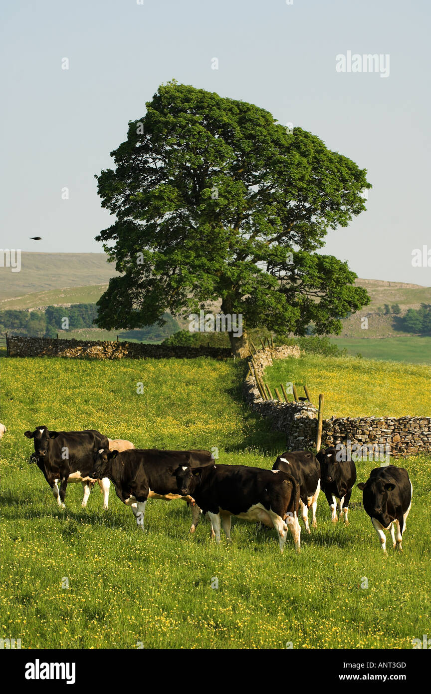 Organic Dairy cattle in limestone pasture land Stock Photo - Alamy