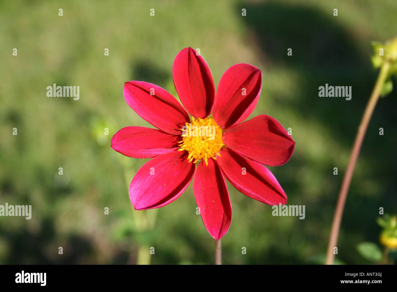 Nature pictures the beautiful flowers and gardens Stock Photo - Alamy