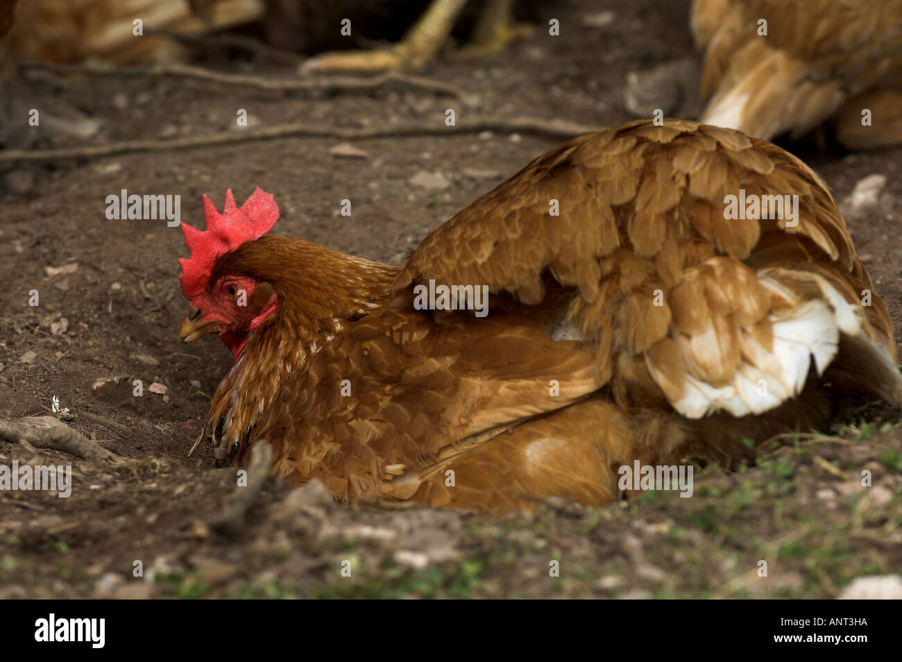 Free range hen scratching in dust Stock Photo - Alamy