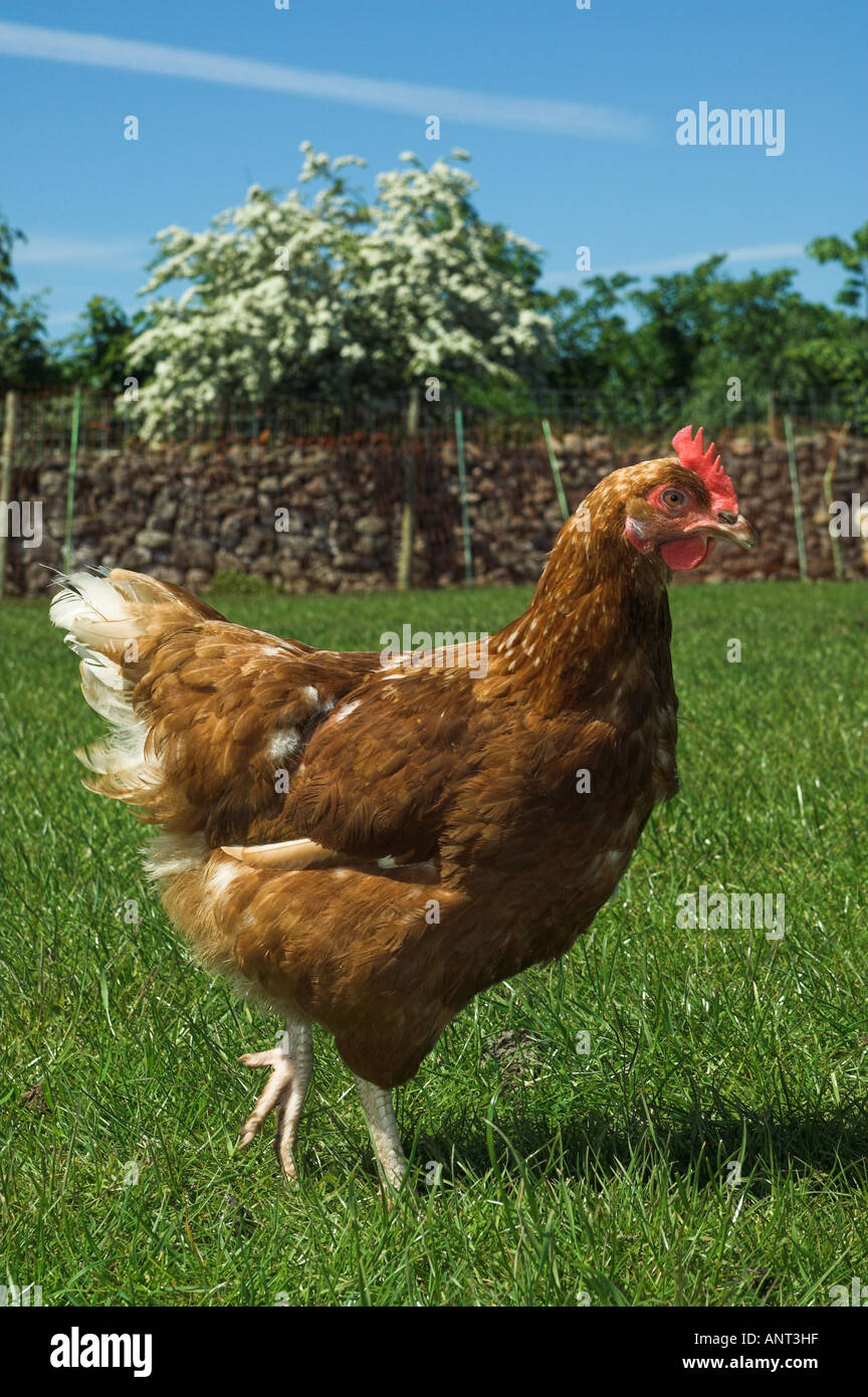 Free Range hens in field Stock Photo - Alamy