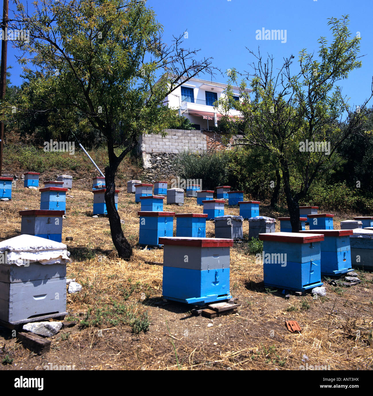 Greek honey production hi-res stock photography and images - Alamy