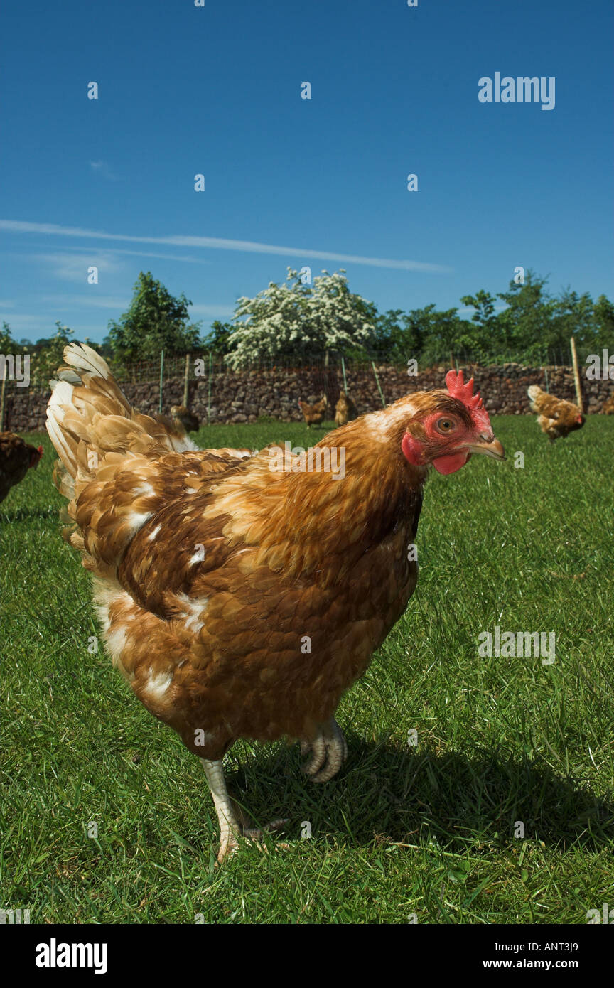 Free Range hens in field Stock Photo - Alamy