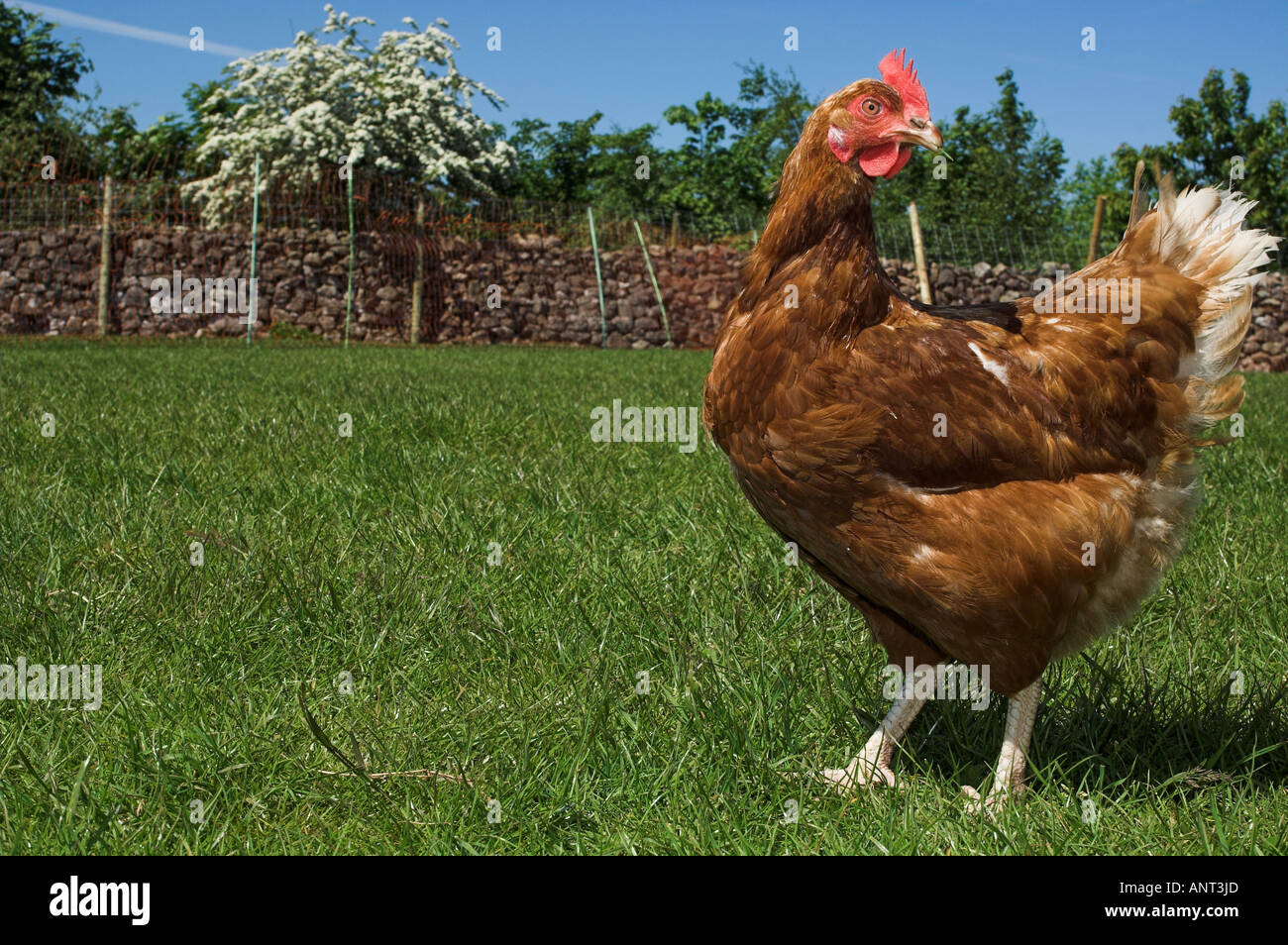 Free Range hens in field Stock Photo - Alamy
