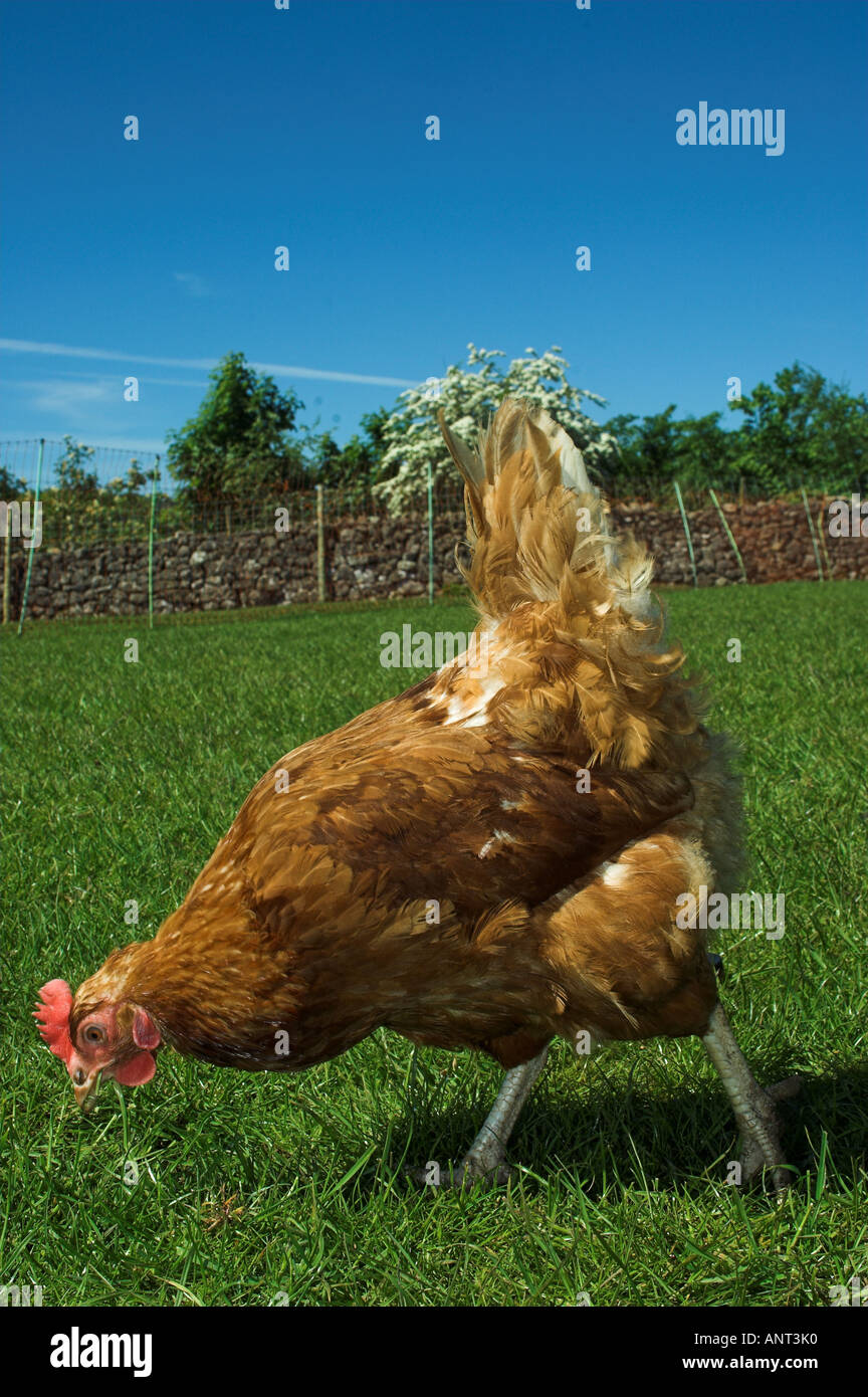 Free Range hens in field Stock Photo - Alamy