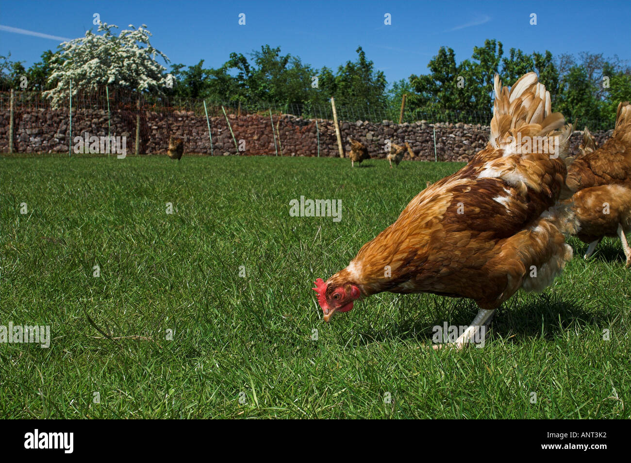 Free Range hens in field Stock Photo - Alamy
