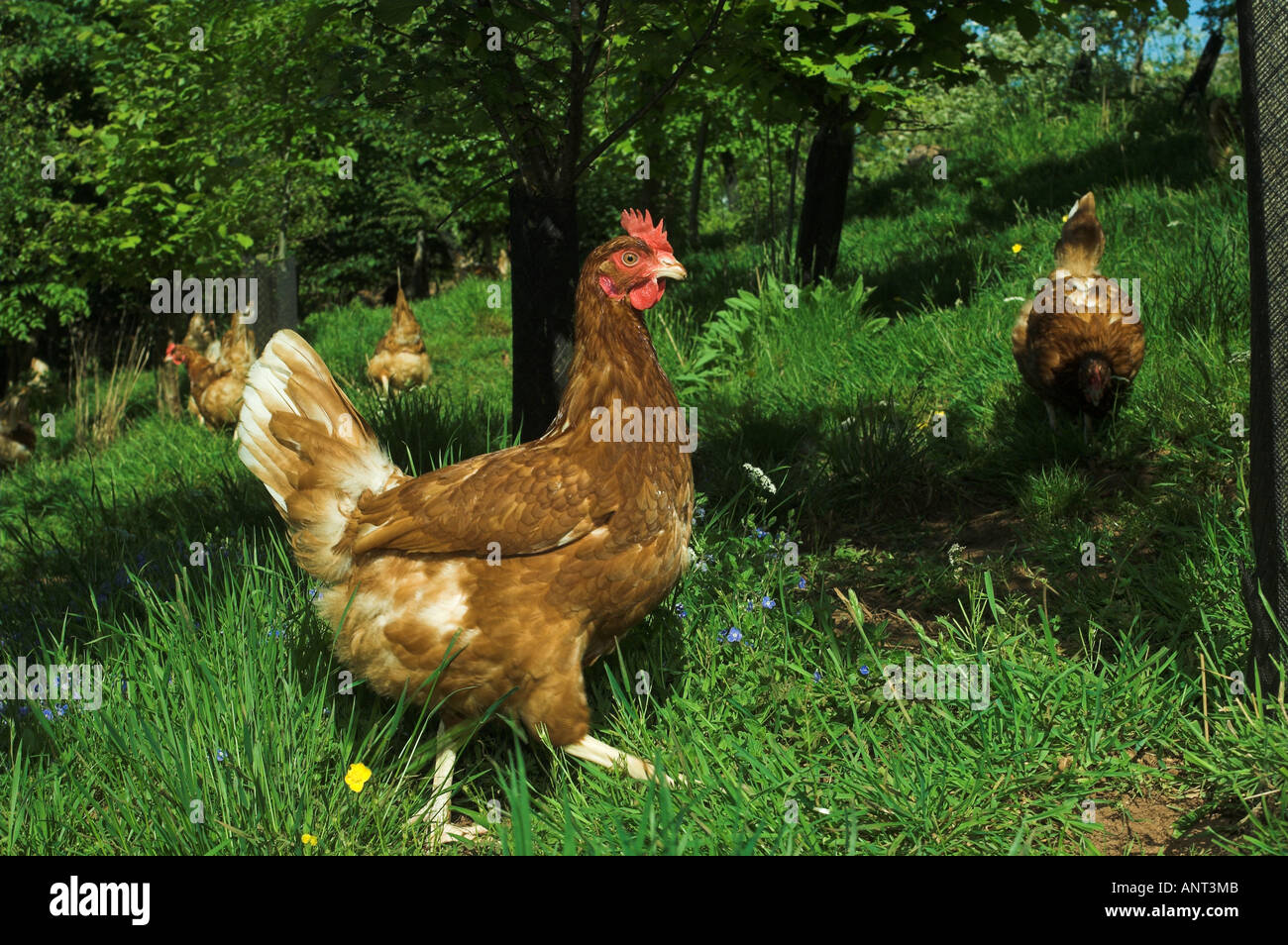 Free Range Hens grazing in woodland Stock Photo - Alamy