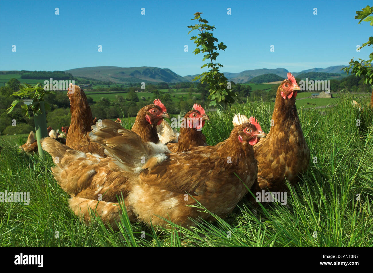 Free Range Hens grazing in woodland Stock Photo - Alamy