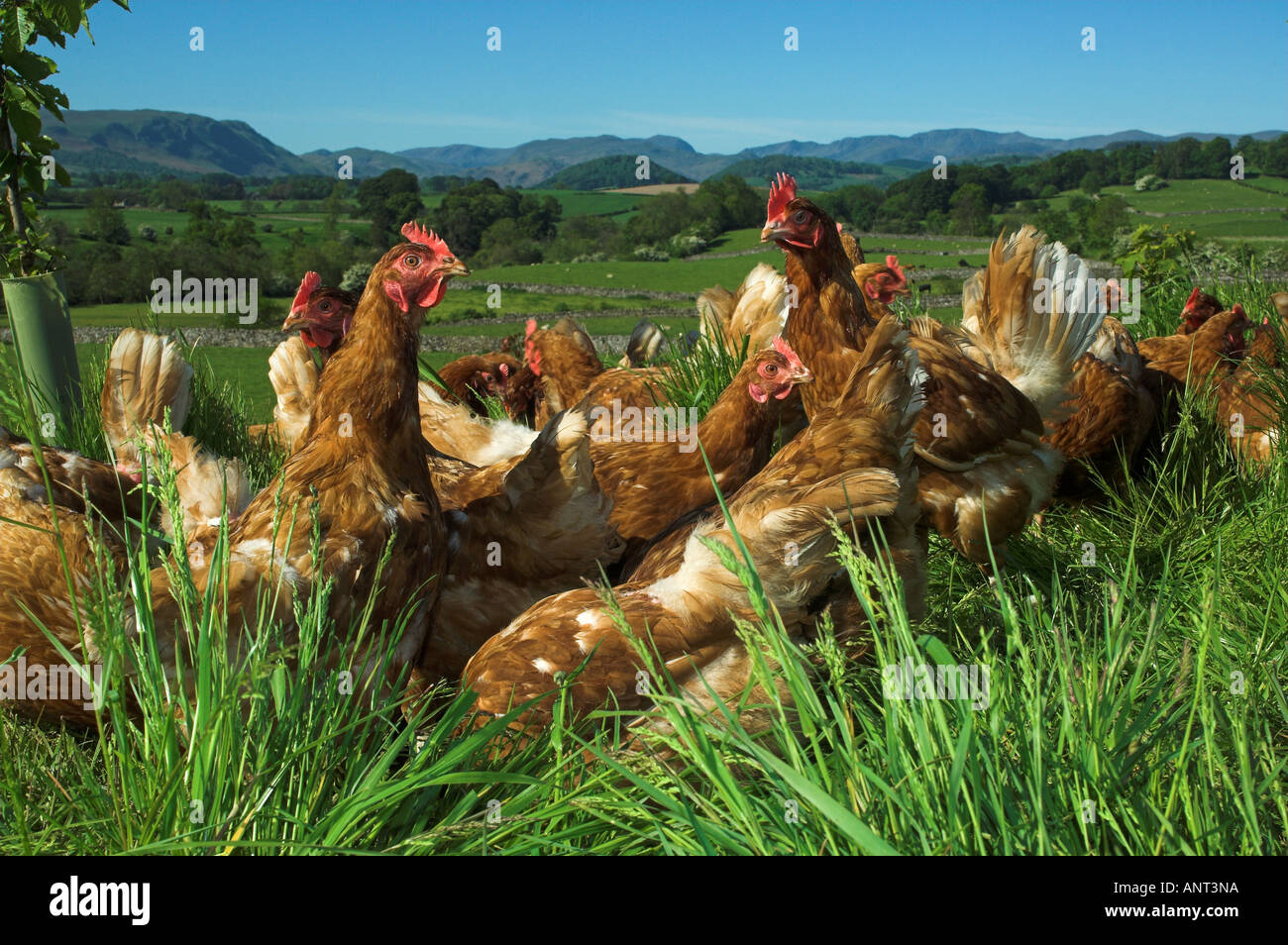 Free Range Hens grazing in woodland Stock Photo - Alamy