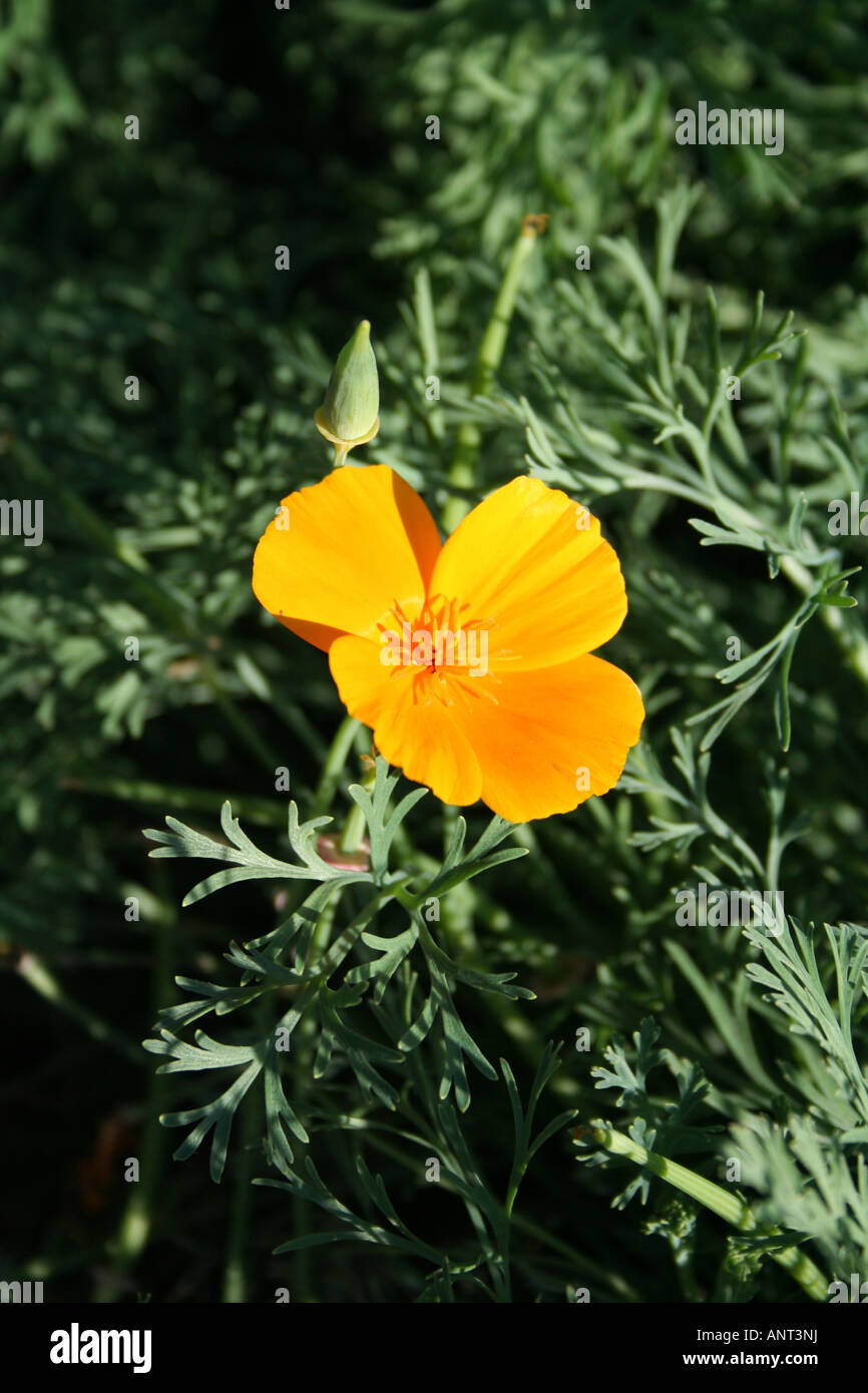 Beautiful Orange poppy in the summer garden Stock Photo - Alamy
