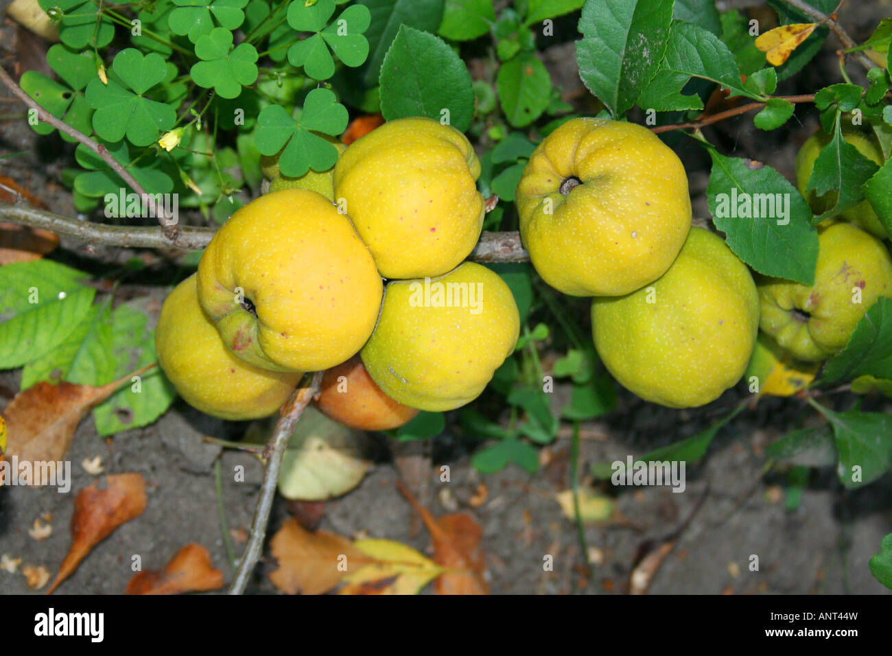 Japan quince ripe fruits at the autumn Stock Photo - Alamy
