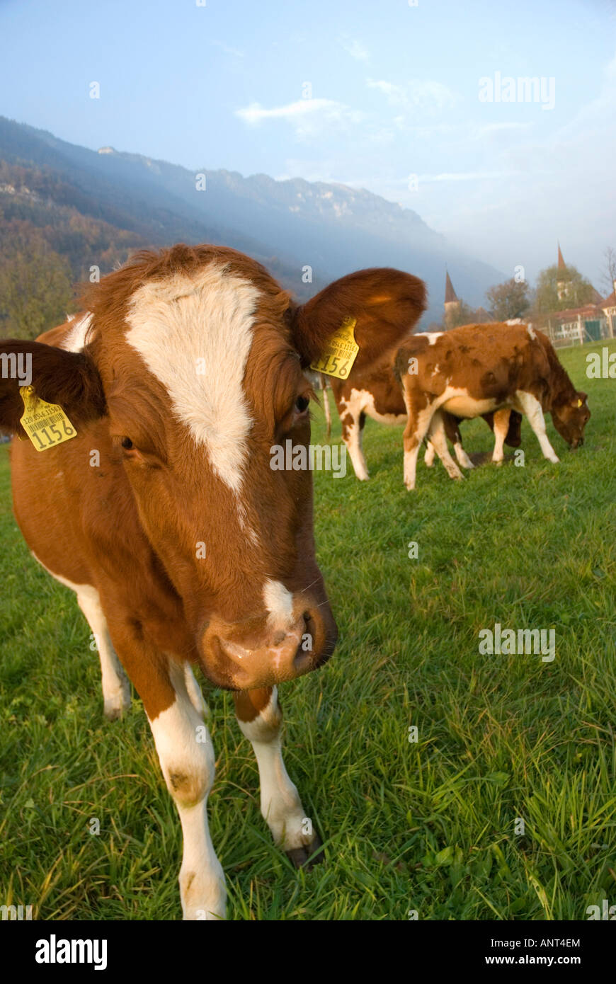 Viaje interlaken hi-res stock photography and images - Alamy
