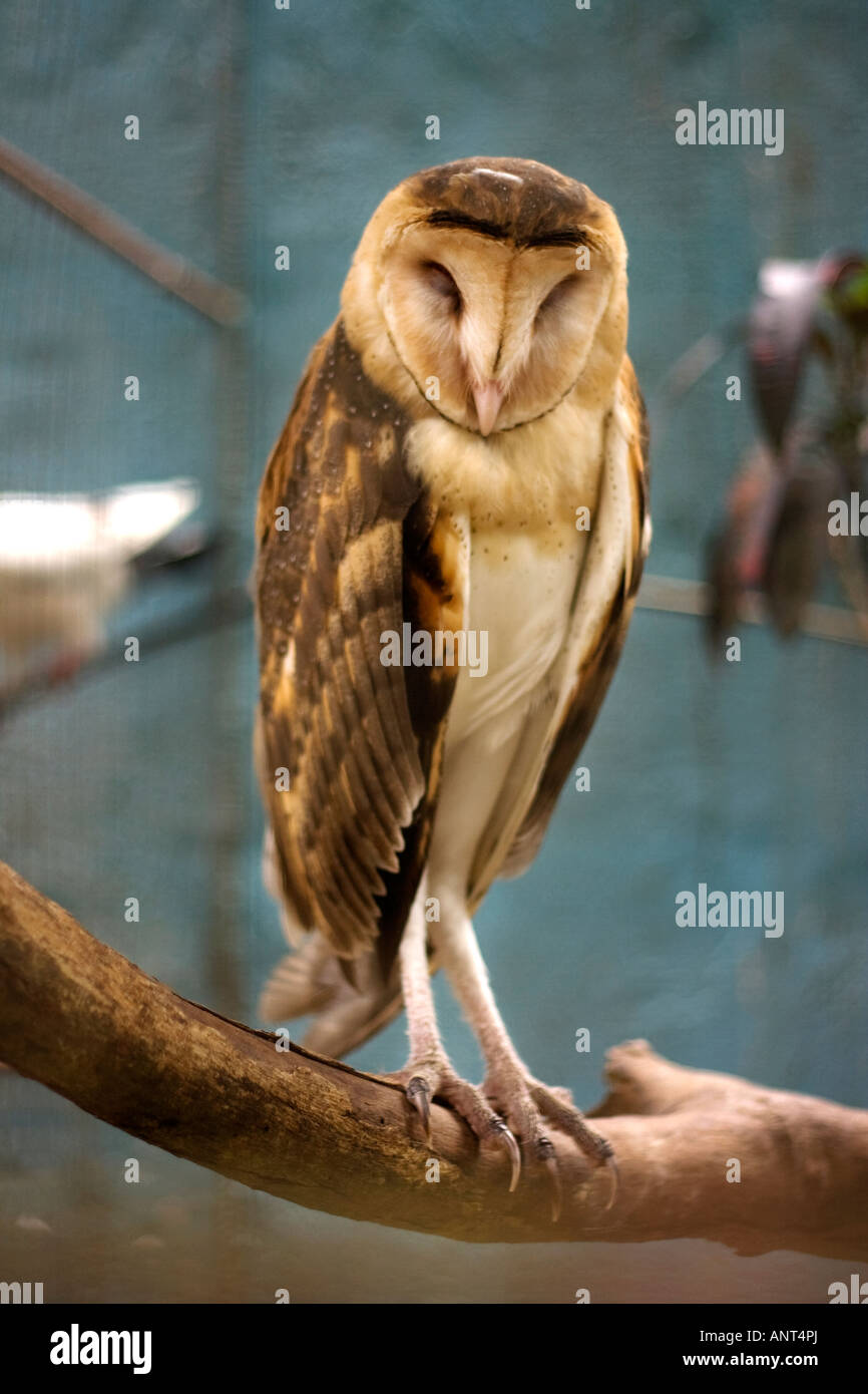 A sleeping Australasian Grass Owl inside a small zoo in Bohol Stock ...