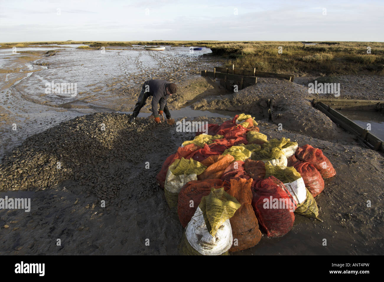 Brancaster mussels hi-res stock photography and images - Alamy