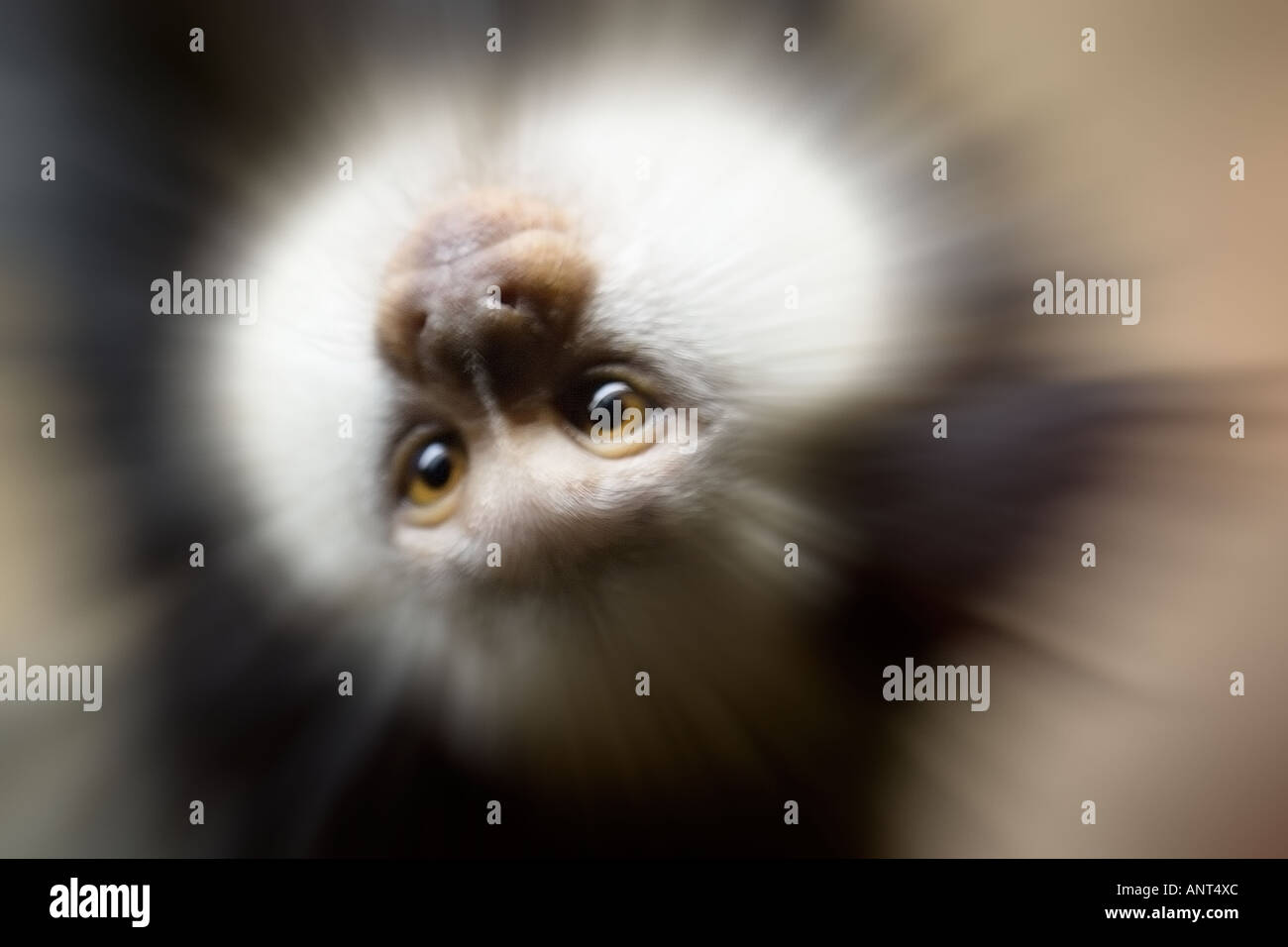 Monkey experiment hi-res stock photography and images - Alamy