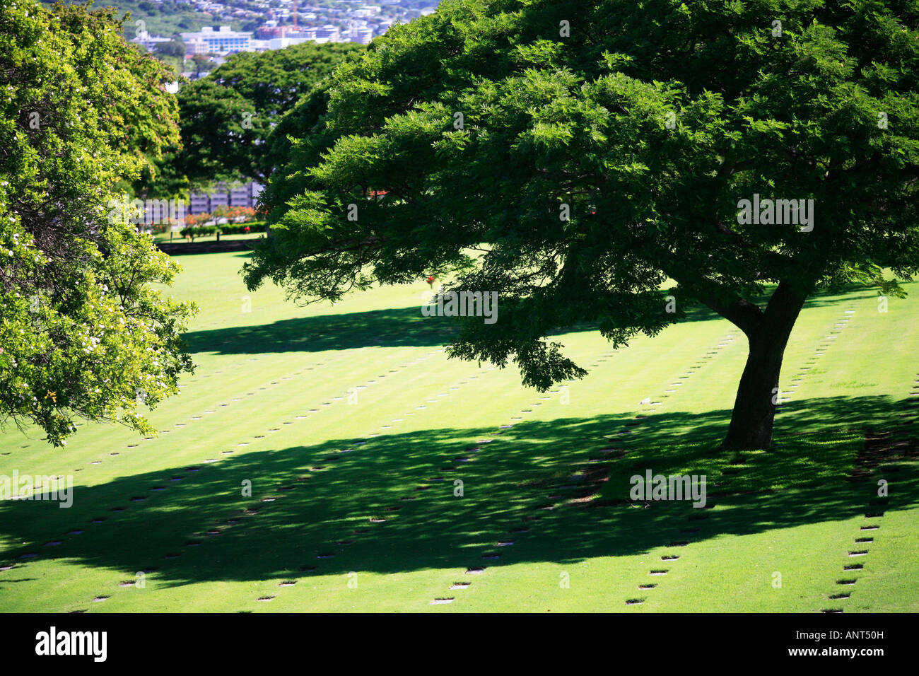 Trees at National Memorial Cemetery of the Pacific honolulu hawaii ...