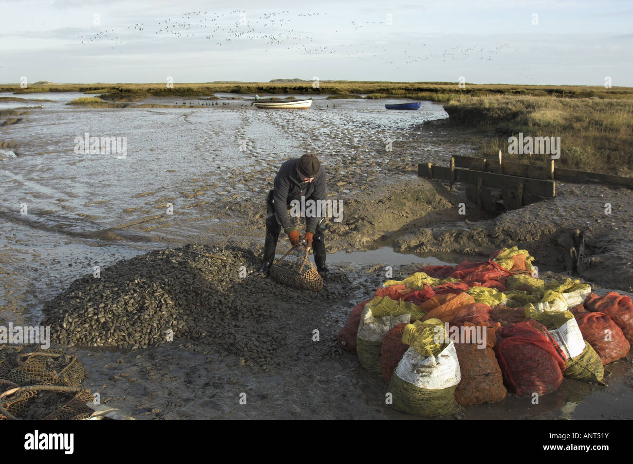 Hand grading Common mussels mytilus edulis on saltmarsh Brancaster ...