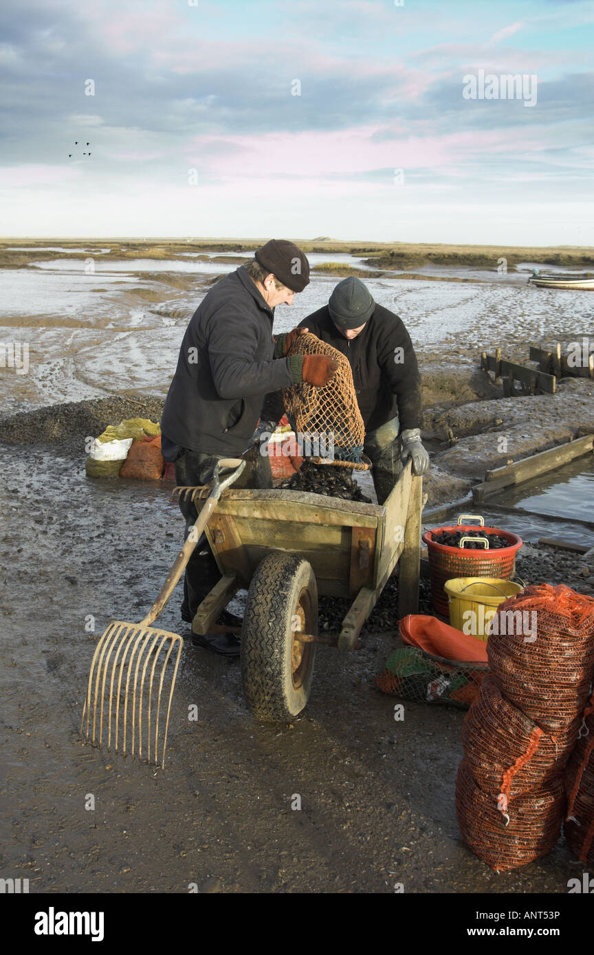 Brancaster mussels hi-res stock photography and images - Alamy