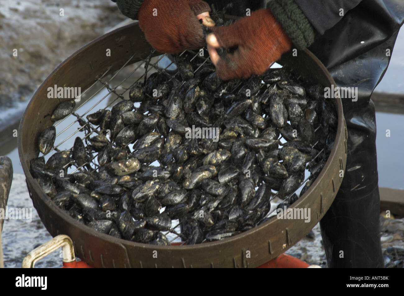 Hand grading Common mussels mytilus edulis on saltmarsh Brancaster ...