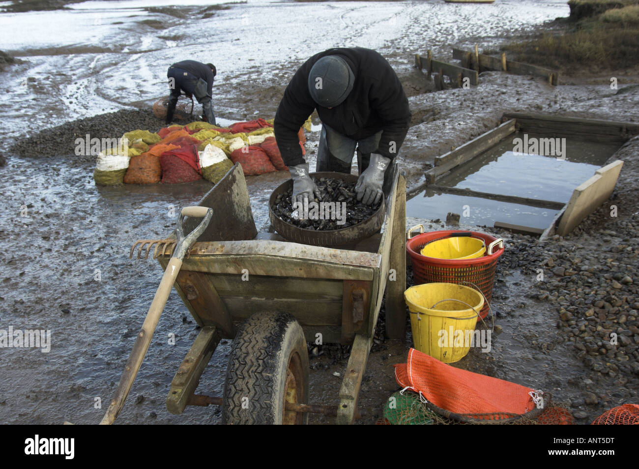 Hand grading Common mussels mytilus edulis on saltmarsh Brancaster ...