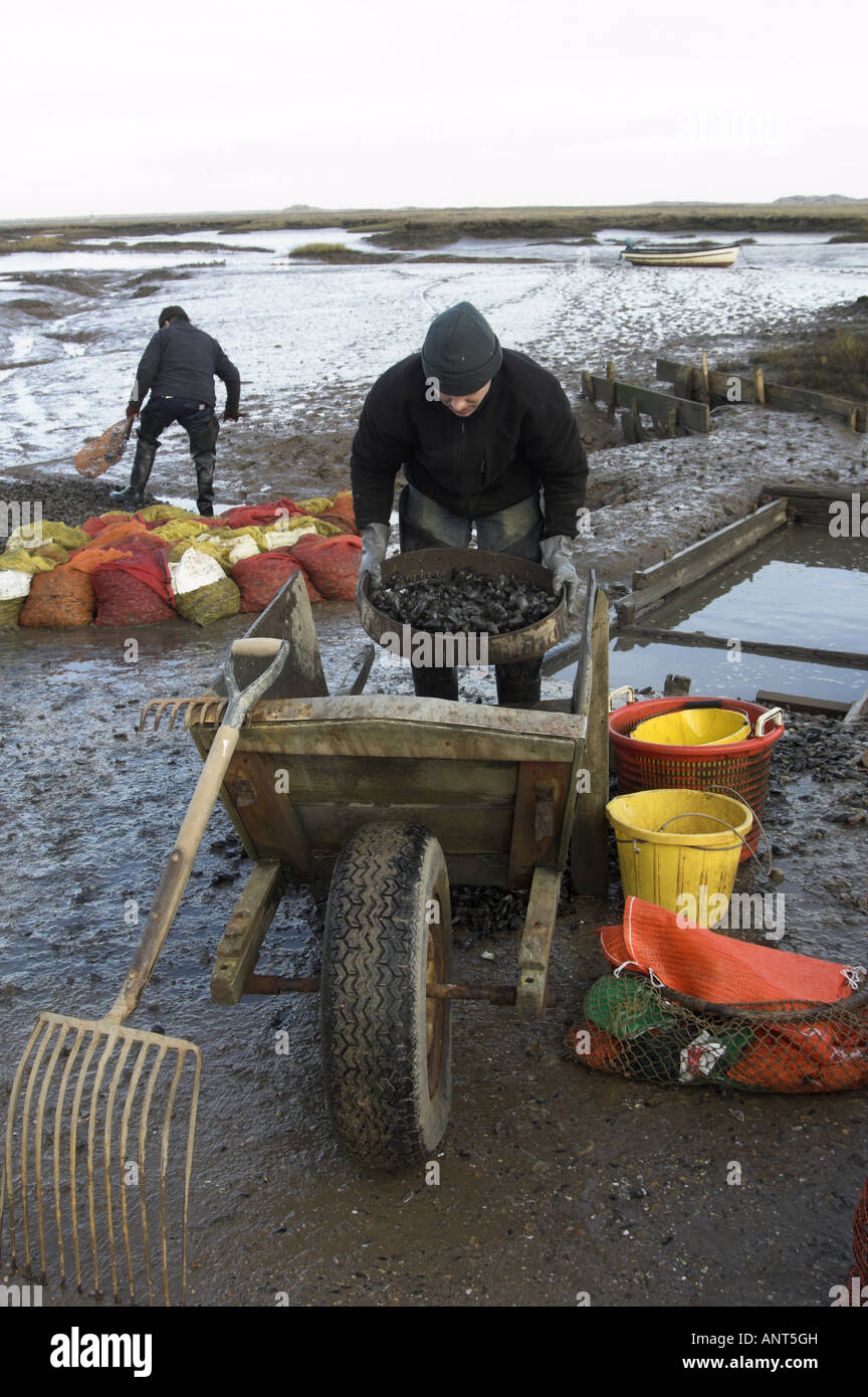 Brancaster mussels hi-res stock photography and images - Alamy