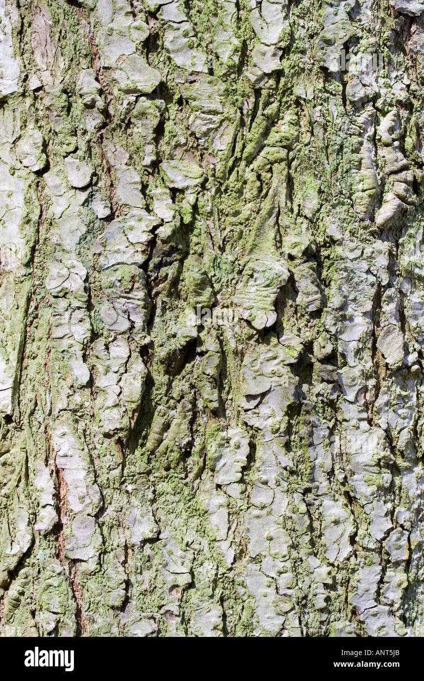 A closeup background of a trunk of tree Stock Photo - Alamy
