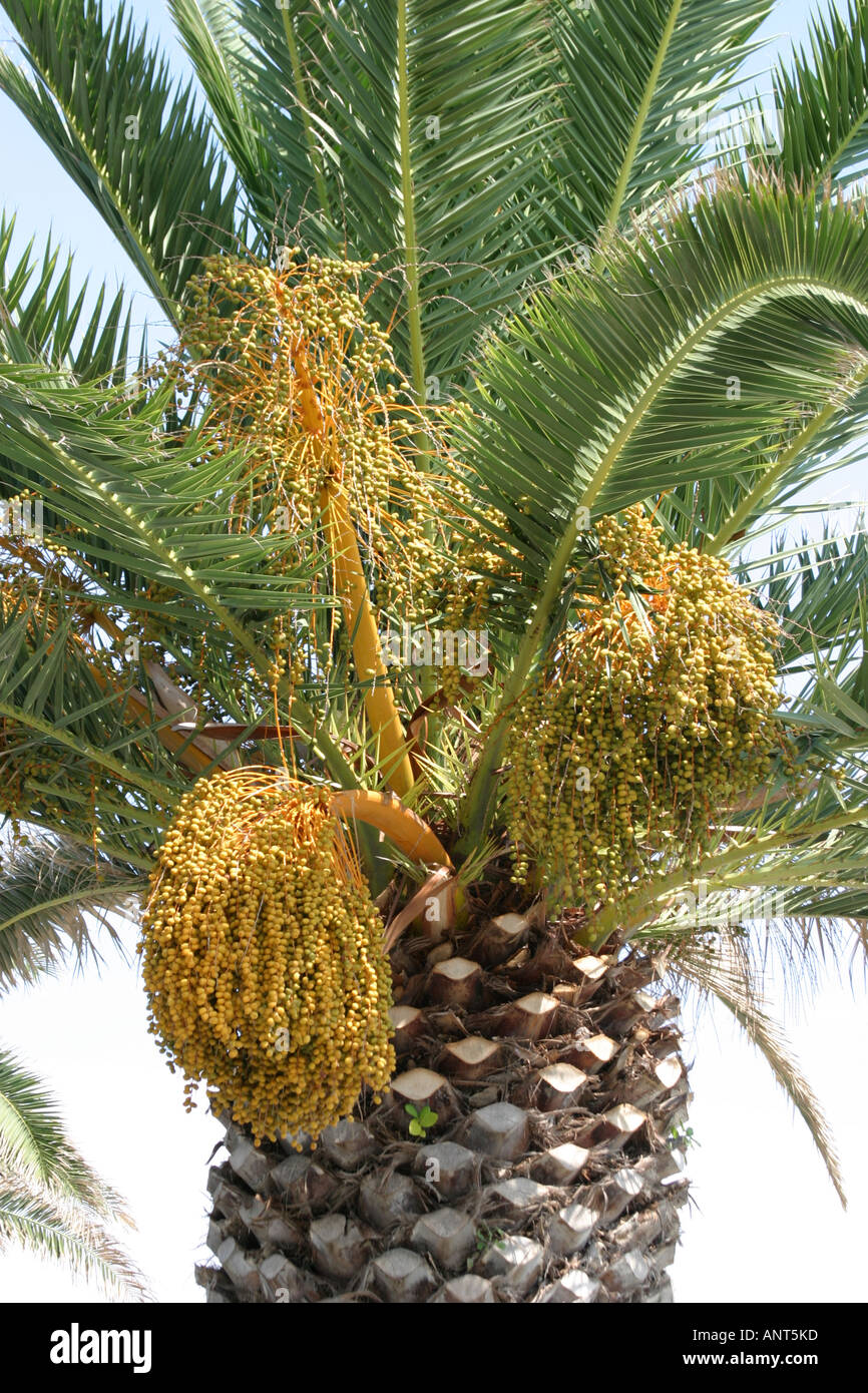 Trunk and top of a palm tree showing the seeds and fronds.Adriatic ...