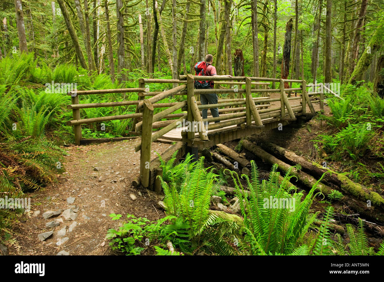 Hiker in spring rainforest Stock Photo - Alamy