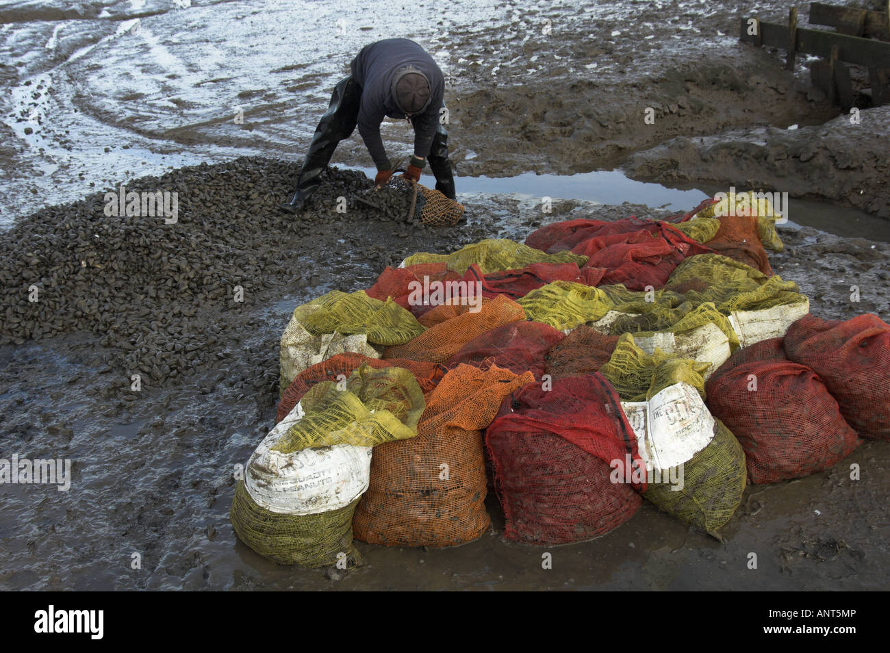 Brancaster mussels hi-res stock photography and images - Alamy