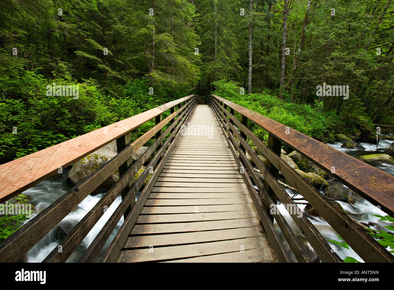 Hiking bridge in spring rainforest Stock Photo - Alamy