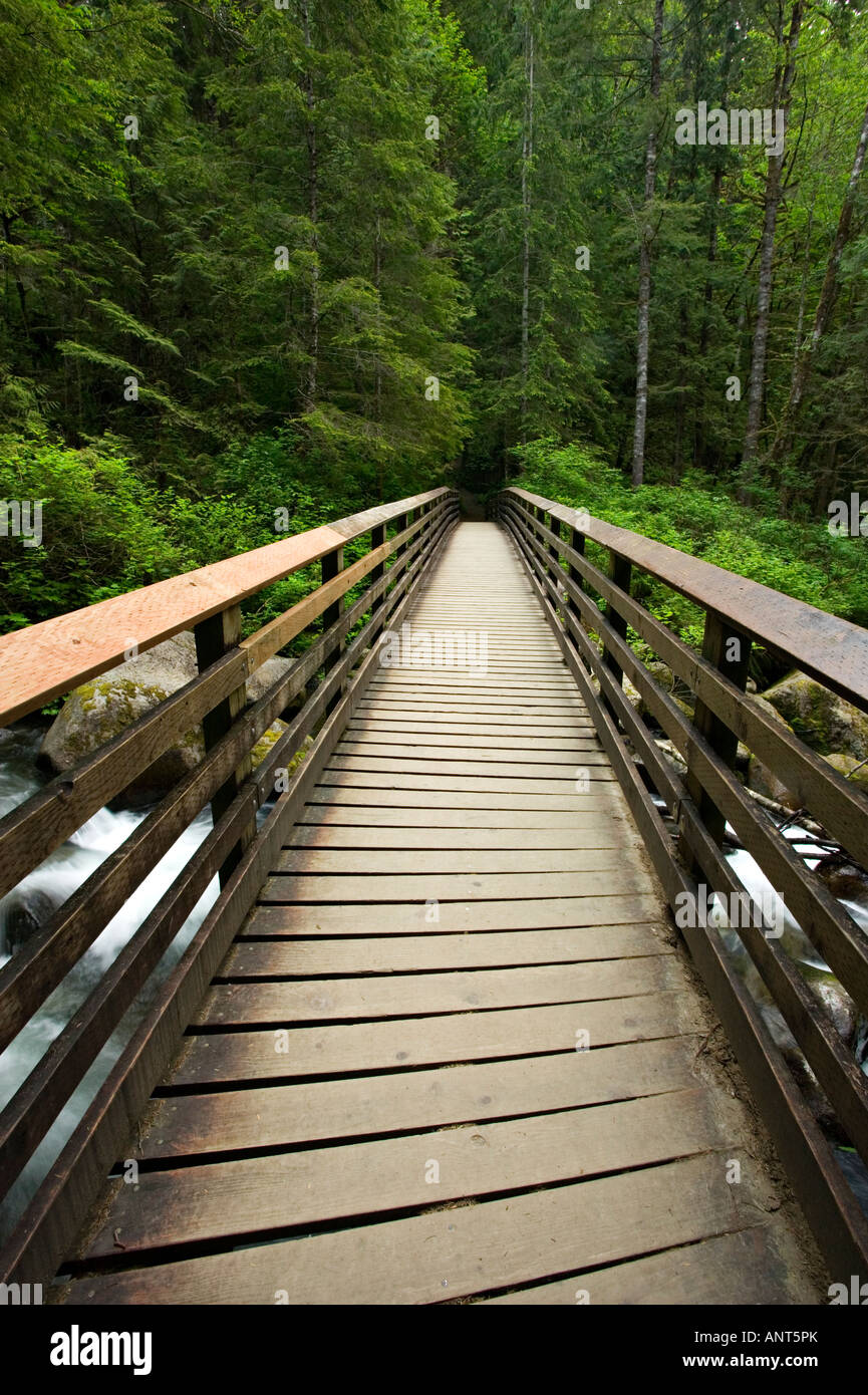 Hiking bridge in spring rainforest Stock Photo - Alamy