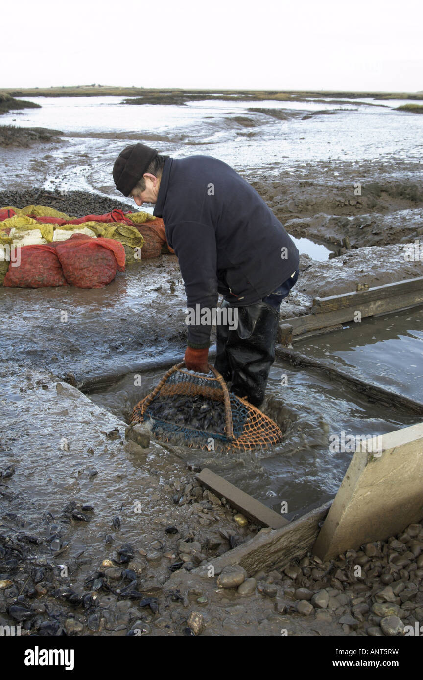 Washing mussels hi-res stock photography and images - Alamy