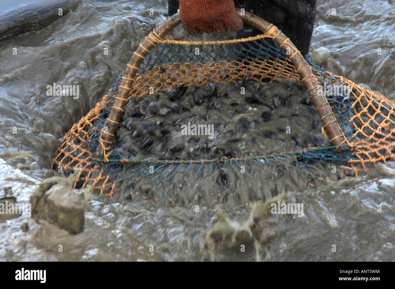 Hand cleaning Common mussels mytilus edulis in washing pit on saltmarsh ...